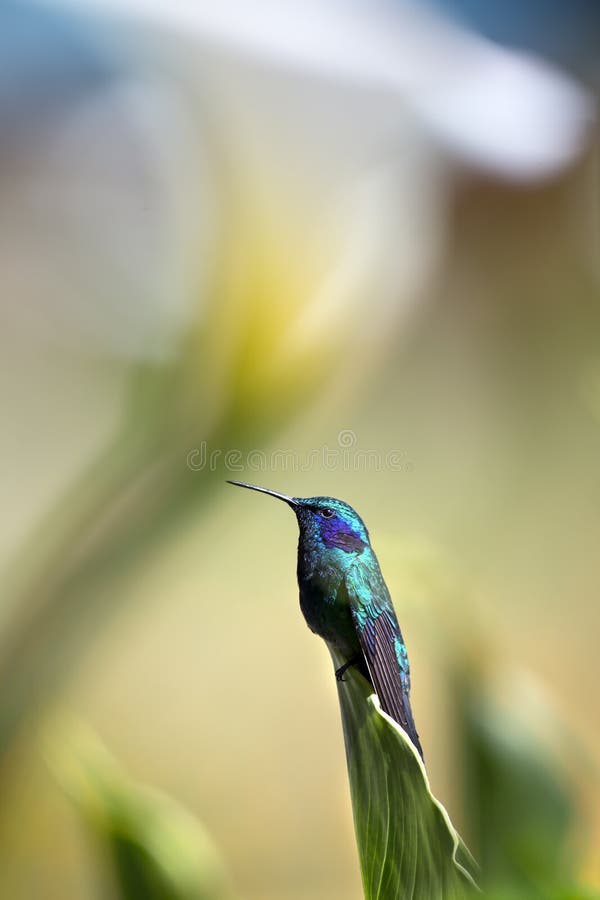 Kolibrie stock foto. Image of costa, kolibrie, bestuiver - 42156352