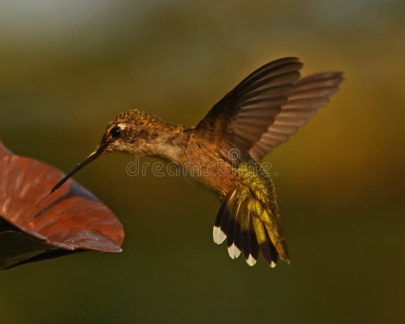 Kolibrie stock foto. Image of opening, tegen, amerika - 44029064