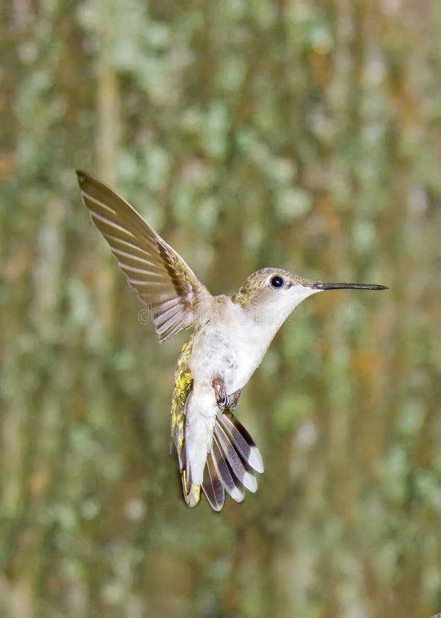 Kolibrie in de Tuin stock foto. Image of juweel, solitair - 25977418