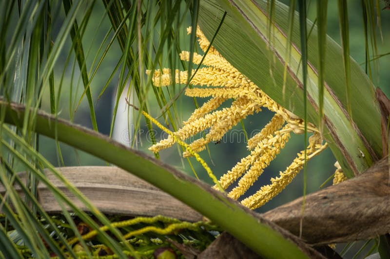 Kolkata Palm Tree with Leaves and Small Green Blooming Flowers Stock ...