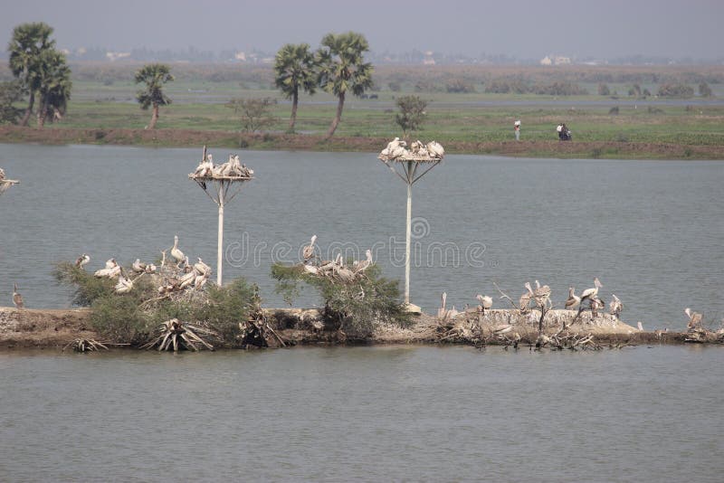 Lake kolleru stock image. Image of floating, wilderness - 28065021