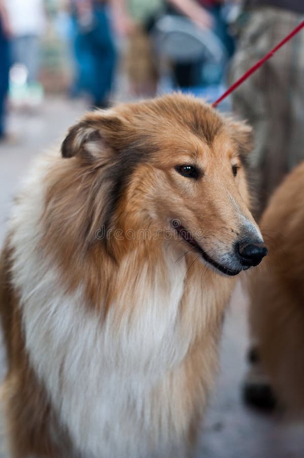 Kolli dog stock photo. Image of ready, guard, outside - 11584152
