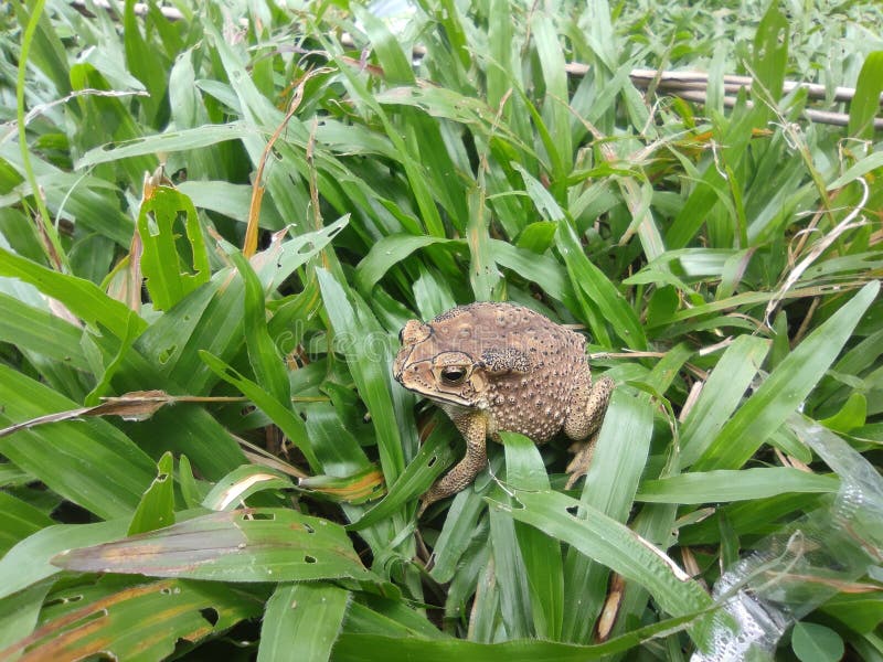 Kolong Frog Animal that Was in the Grass Stock Photo - Image of fauna ...