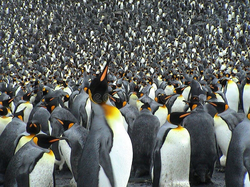Kolonie der Königspinguine stockfoto. Bild von tiere, kaiser - 685910