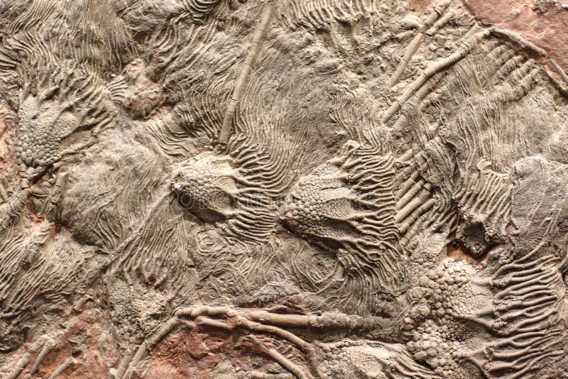 De Fossielen Van De Dinosaurus Stock Afbeelding - Image of aziatisch ...