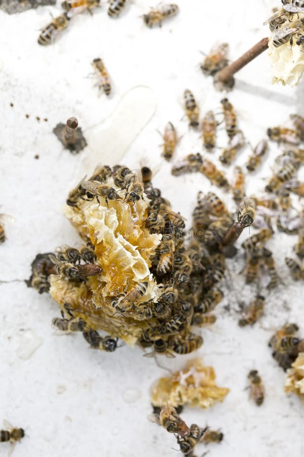 Kolonie von Honey Bees stockfoto. Bild von nahrung, erhalten - 120425106