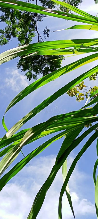 Kolonjono Green Grass Stock Photos - Free & Royalty-Free Stock Photos ...