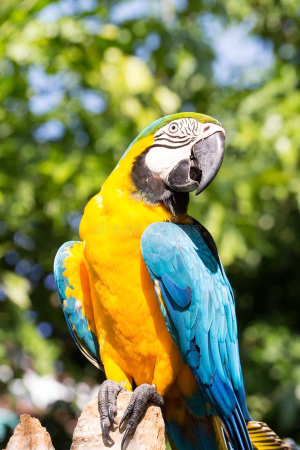 Ptak, Belfer, Papuga, Ara Obraz. Obraz: 92163334