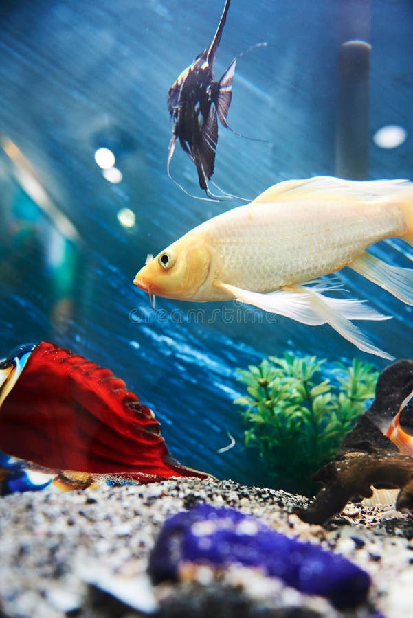 Kolorowe ryba w akwarium zdjęcie stock. Obraz złożonej z złoto - 39567942