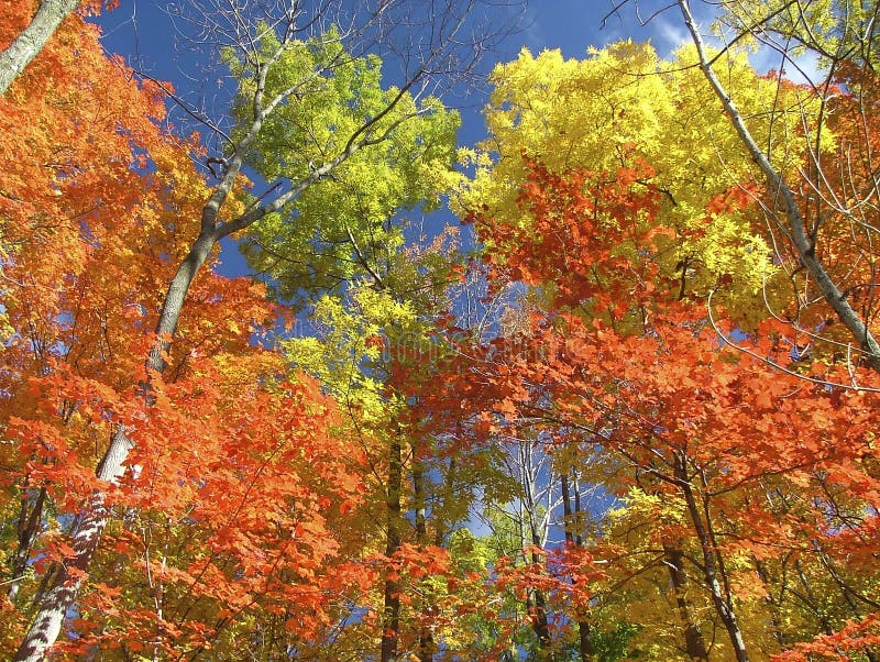 Jesienne kolory obraz stock. Obraz złożonej z czerwień - 197039