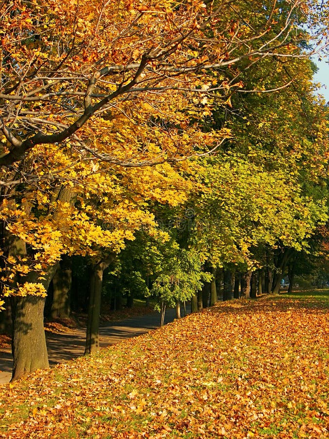 Jesienne kolory obraz stock. Obraz złożonej z natura, niebo - 280849