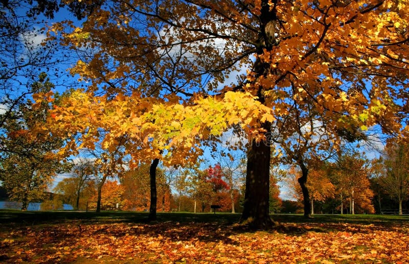 Kolory jesieni obraz stock. Obraz złożonej z spadek, odtwarzanie - 3520581