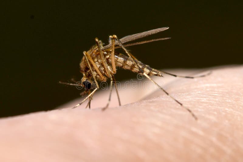 Komar Pije Krew Ludzka Ręka Obraz Stock - Obraz złożonej z czerń ...