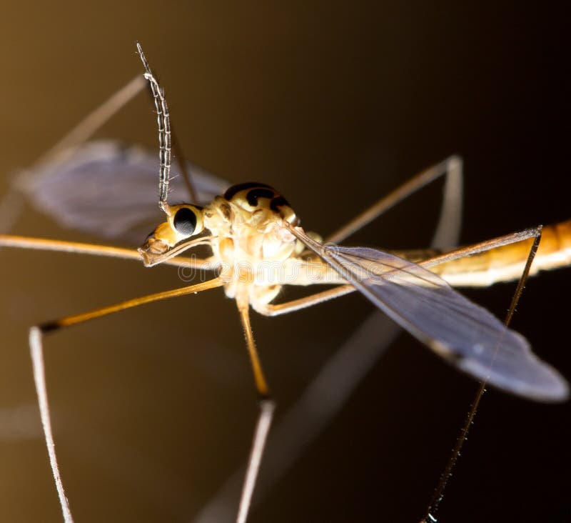 Komara Wielki Tipulidae Makro- Zdjęcie Stock - Obraz złożonej z rośliny ...
