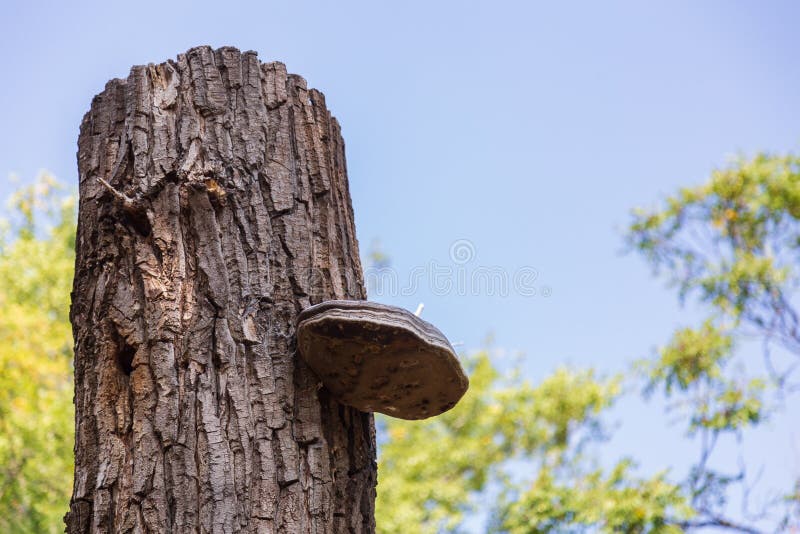Kombucha Grows on a Felled Tree Stock Image - Image of kombucha ...