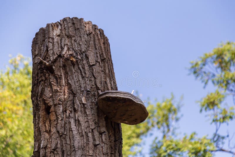 Kombucha Grows on a Felled Tree Stock Photo - Image of natural, tree ...
