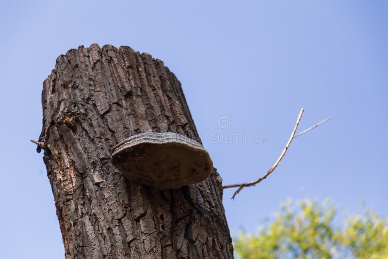 Kombucha Grows on a Felled Tree Stock Photo - Image of probiotic ...