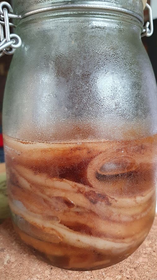 Kombucha Scoby Stored in a Jar Stock Image - Image of scoby, activating ...