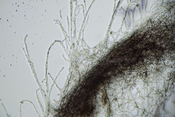 Kombucha Tea Macro Close Up Under the Light Microscope, Magnification ...