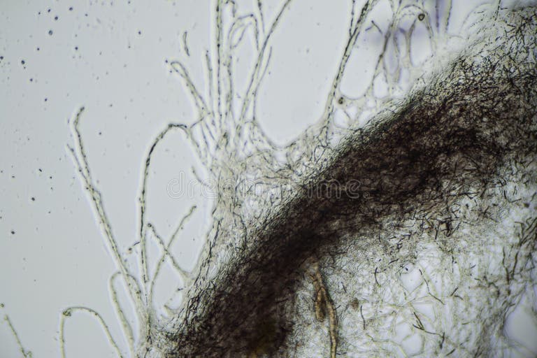 Kombucha Tea Macro Close Up Under the Light Microscope, Magnification ...