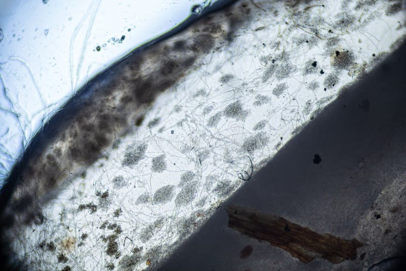 Kombucha Tea Macro Close Up Under the Light Microscope, Magnification ...