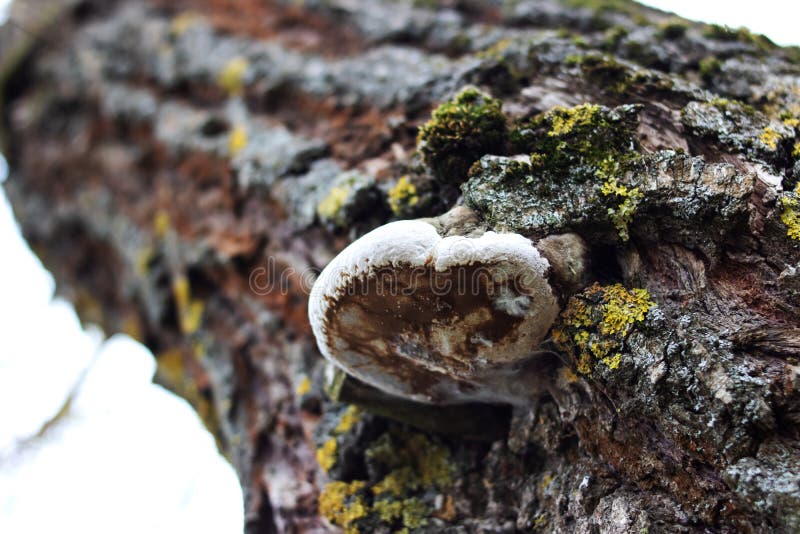 Kombucha on the Tree. a Parasite on a Tree. Tree Disease Stock Image ...