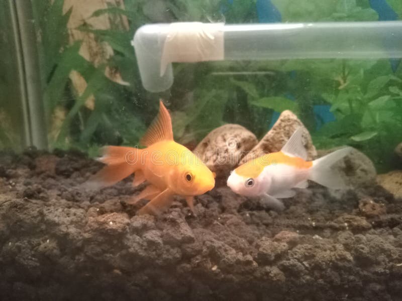 Komet fish in aquarium stock photo. Image of yellow - 250068676