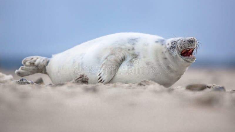 Lachende Robbe stockfoto. Bild von pelz, wasser, lügen - 66371866