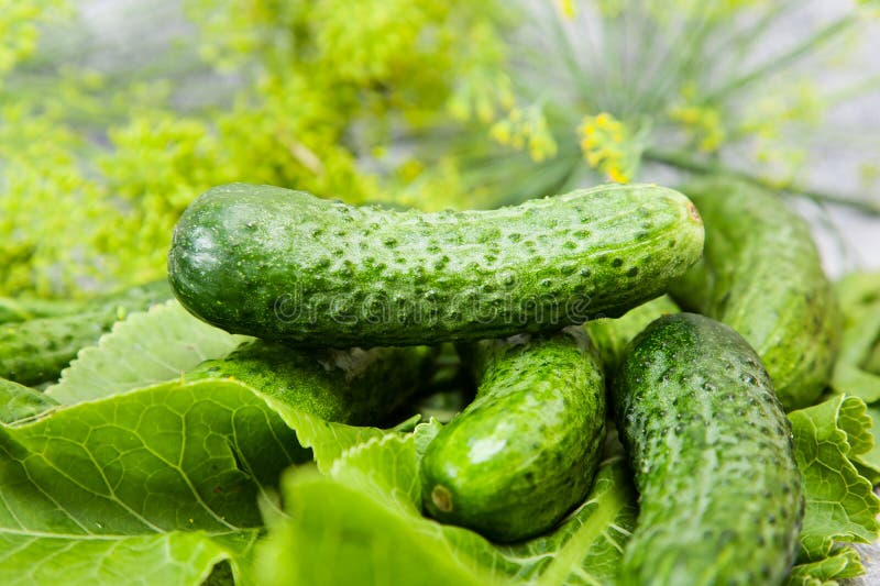 Komkommer stock afbeelding. Image of regeling, voorwerpen - 106643909