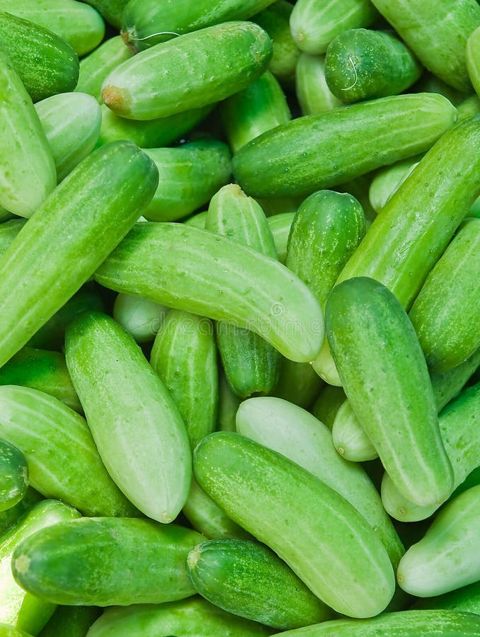 Jonge Spruiten Van Een Komkommer Stock Afbeelding - Afbeelding ...