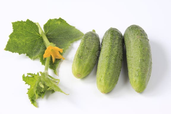 Komkommers (sativus Cucumis) Stock Afbeelding - Image of vers, augurk ...