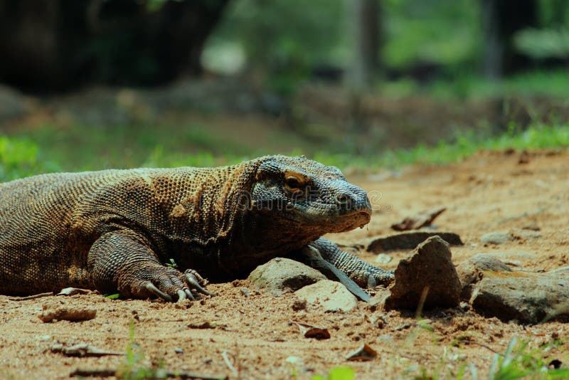 Commodore Animal Photos libres de droits et gratuites de Dreamstime