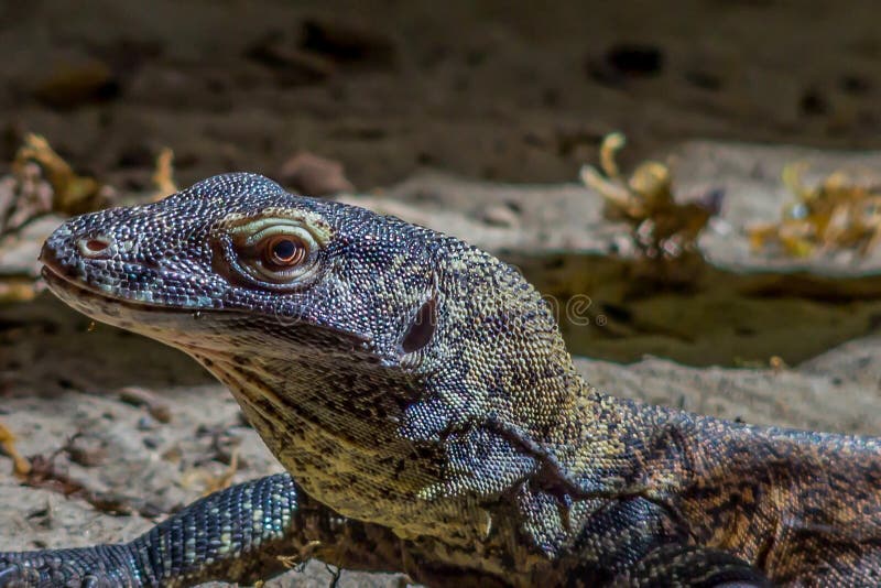 103 Baby Komodo Dragon Stock Photos - Free & Royalty-Free Stock Photos ...