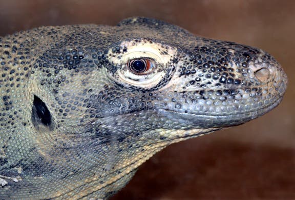 17,159 Dragon Face Stock Photos - Free & Royalty-Free Stock Photos from ...