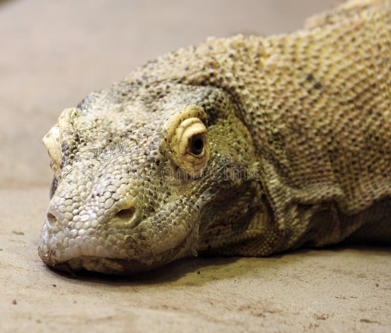 Komodo Dragon stock image. Image of reptile, wild, wildlife - 1143437