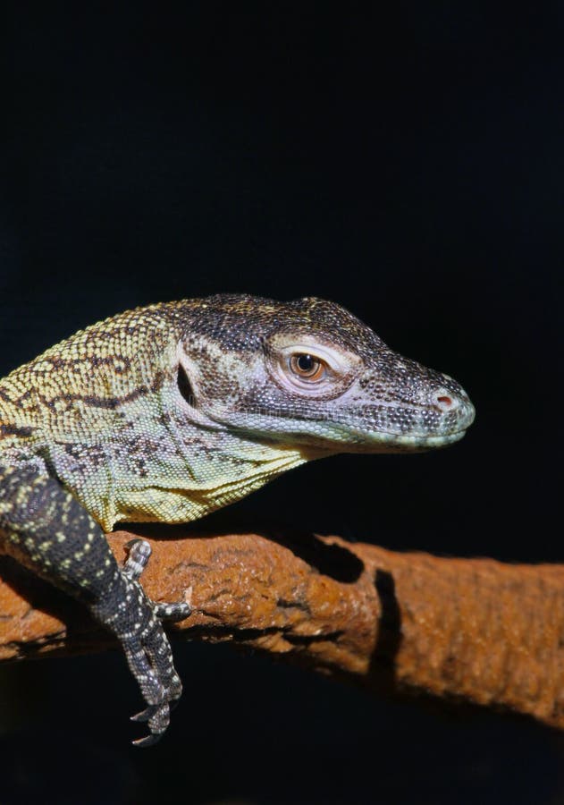 Peacock monitor stock photo. Image of yellow, lizard - 15569220