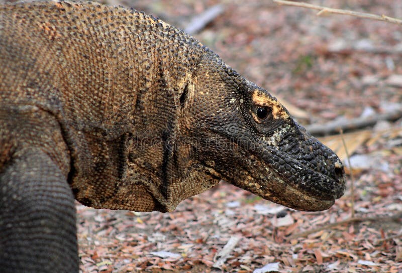 587 Dragon Komodo Scary Stock Photos - Free & Royalty-Free Stock Photos ...