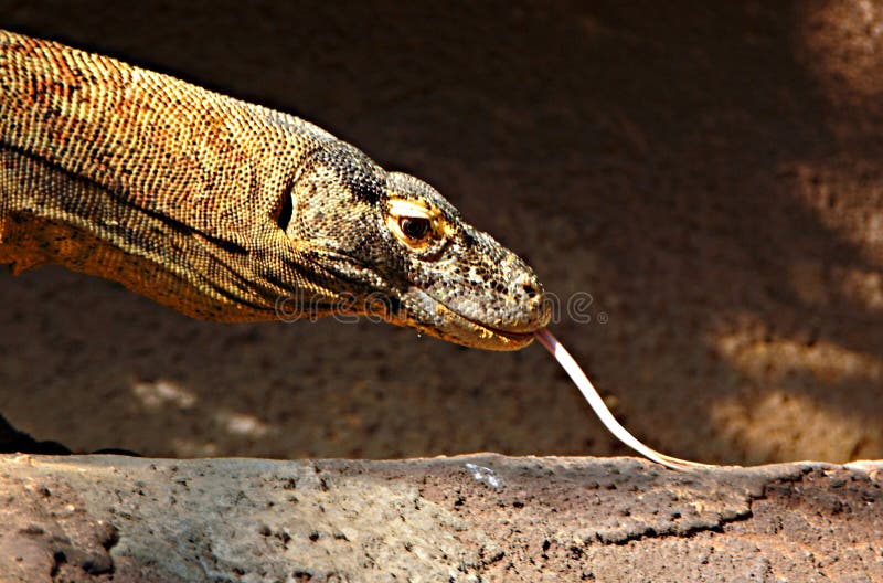 Komodo Dragon stock photo. Image of traveling, animal - 12663672