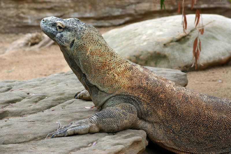 Komodo Dragon stock image. Image of bite, scale, head, king - 958757