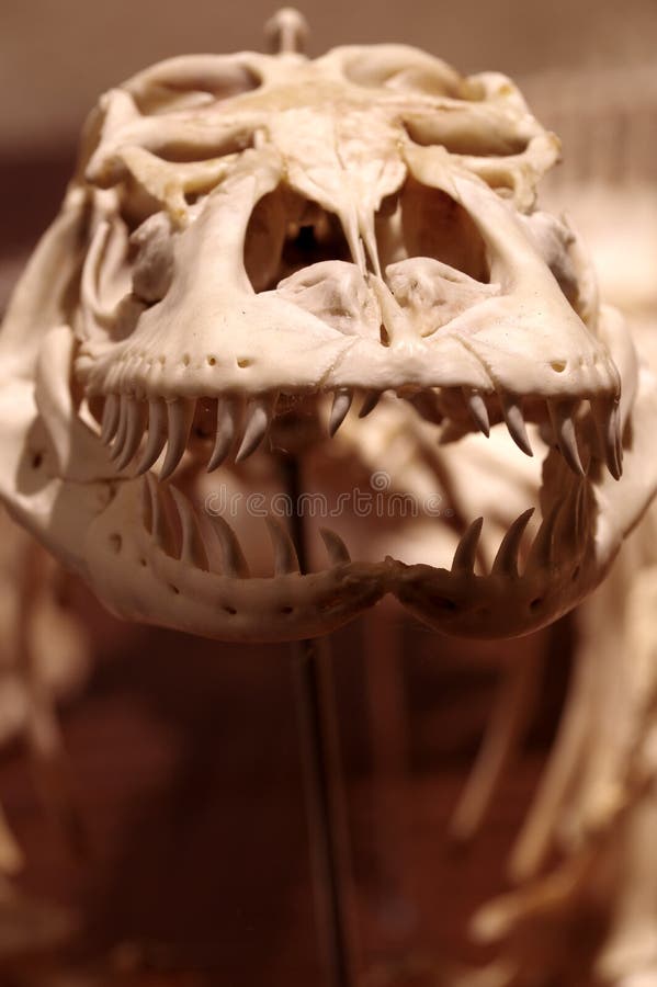 Komodo Dragon stock image. Image of zoology, komodo, skeleton - 45887297