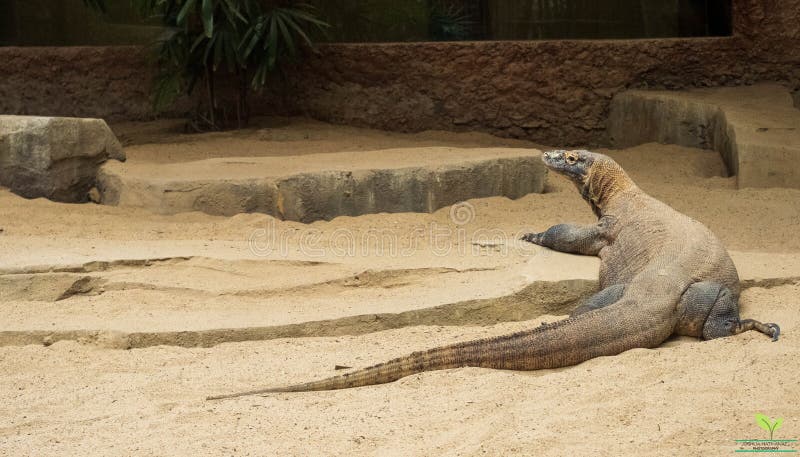 Komodo dragon Chilling stock photo. Image of soil, crocodile - 261683916