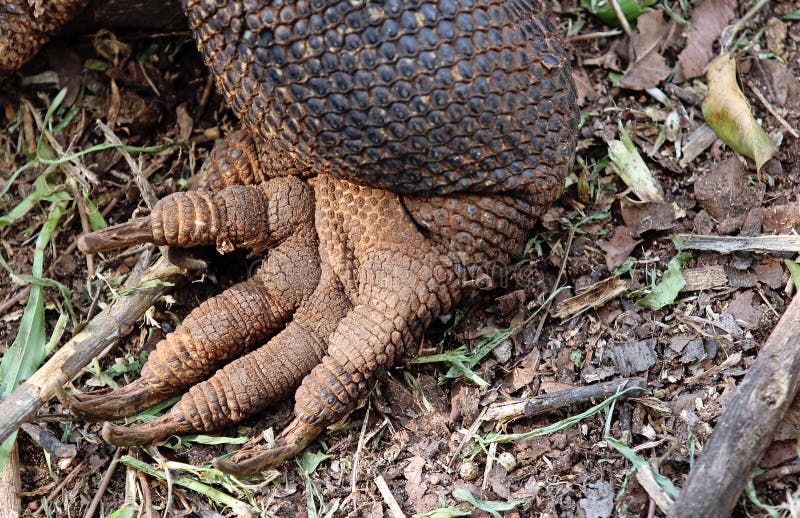 Komodo dragon stock photo. Image of forked, animal, varanus - 31534024