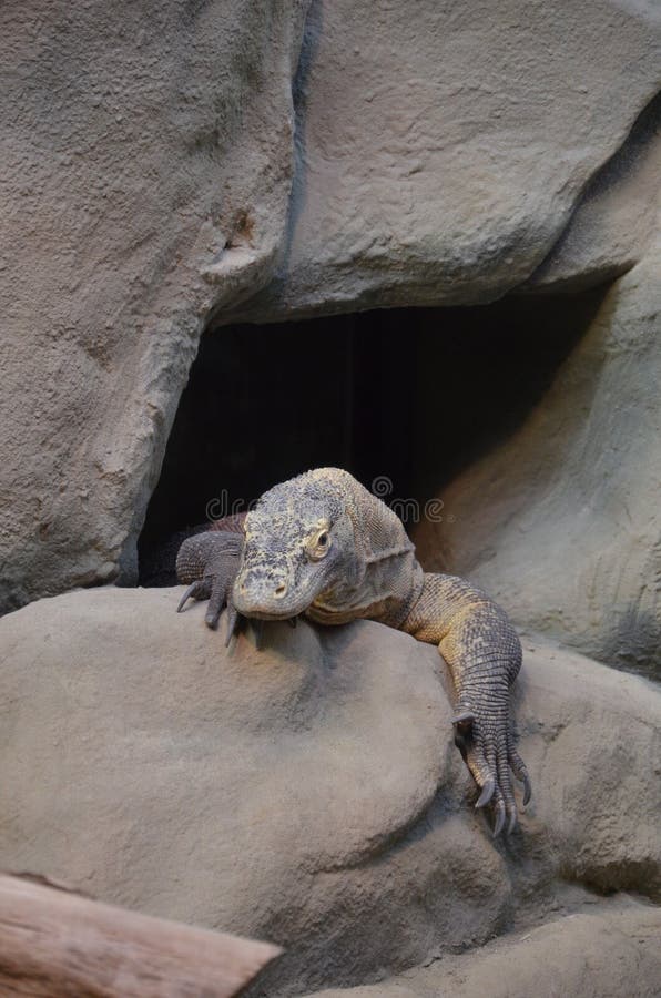 Komodo Dragon De Grootste Hagedis Ter Wereld Stock Foto - Image of nave ...