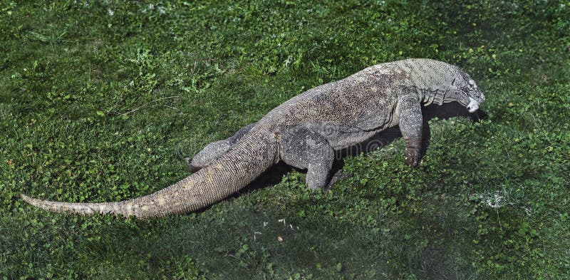 Komodo dragon eats rat 1 stock photo. Image of view - 260174094 Komodo dragon eats rat 1 stock photo. Image of view - 260174094