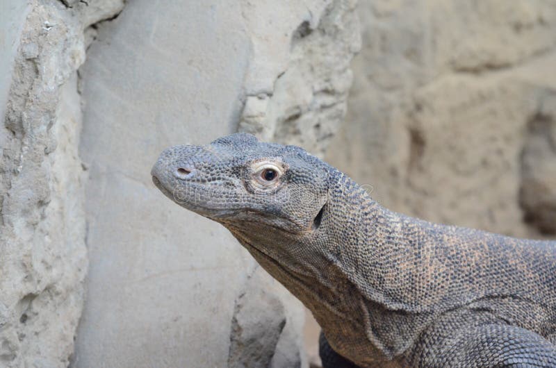 Komodo dragon head stock image. Image of bumpy, head - 32371305