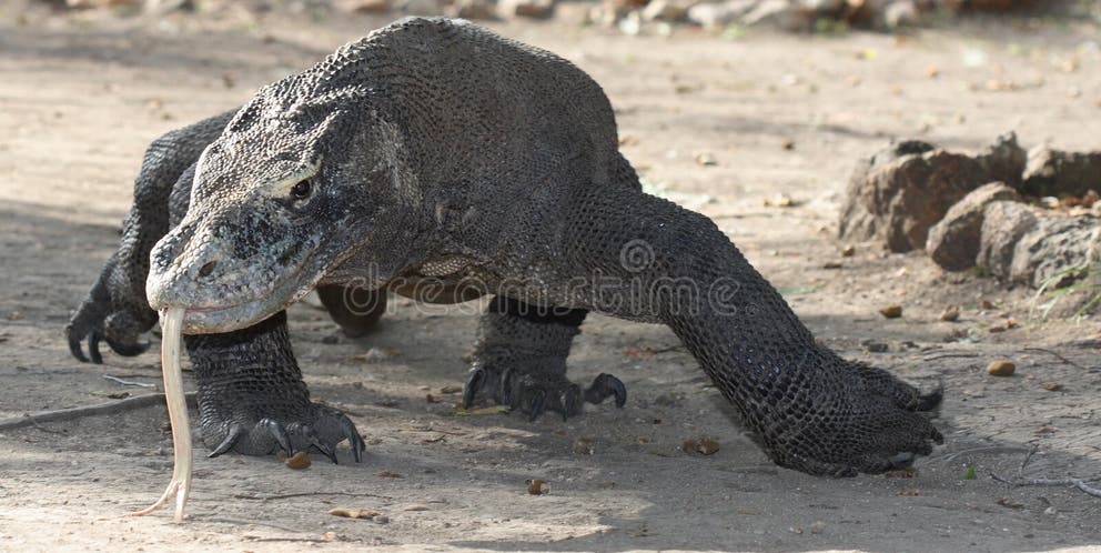 Komodo dragon hunting stock image. Image of closeup, hunting - 16723703