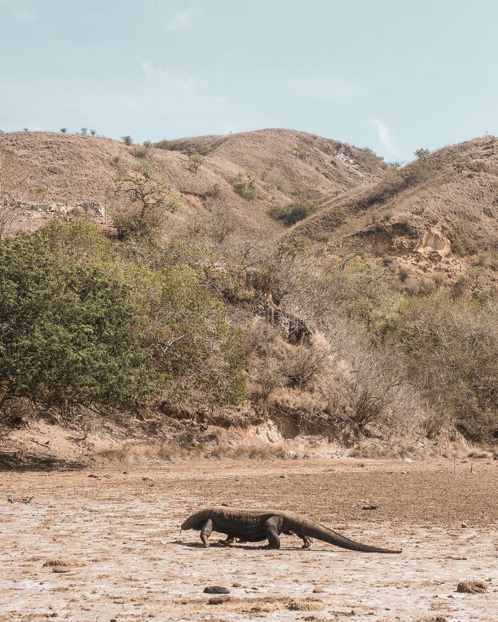 Komodo Dragon Komodo Island Indonesia Animal Stock Image - Image of ...