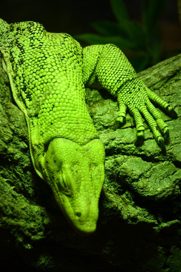 A Komodo Dragon in Its Habitat Stock Image - Image of forked, carrion ...
