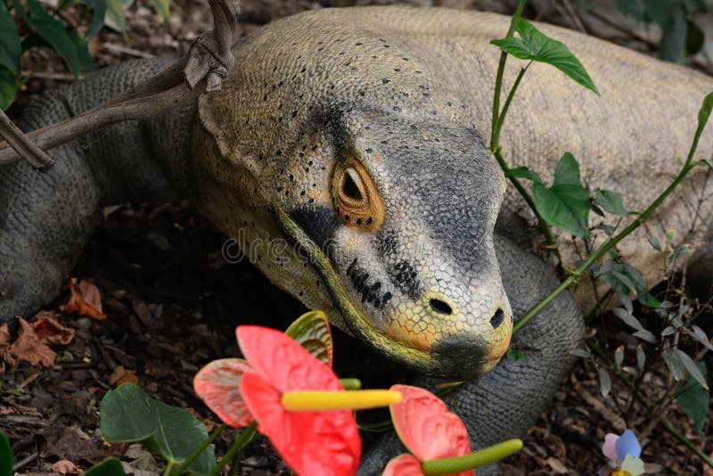 Komodo dragon stock image. Image of large, food, dragon - 52031369