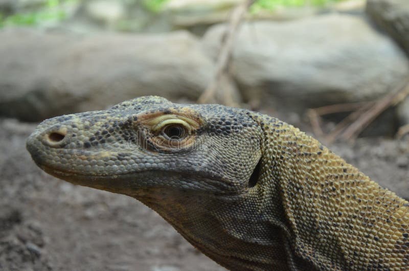 Komodo Dragon, the Largest Lizard in the World Stock Image - Image of ...